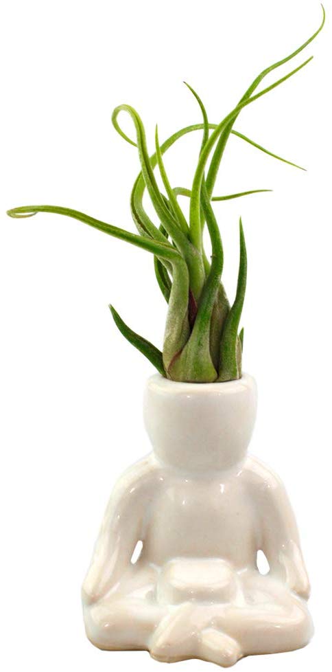 Ultimate Guide to Mini Zen Garden | Benefits | DIY Ideas etc. | LoveZenLife